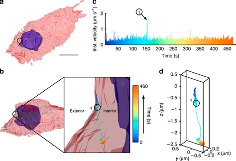 3d Single Particle Tracking In Monolayer Cell Cultures The Capability