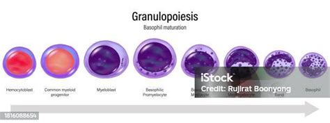 Granulopoiesis 벡터의 단계 호염기 성숙 혈구세포 골수성 전구세포 골수아세포 전골수세포 골수세포 메타골로세포 Bband 및 호염기구 Stem 주제에 대한 스톡