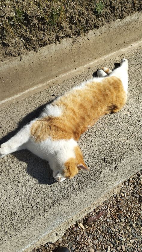 Пухнастий українобот 🇺🇦⚓️ On Twitter Коли відчуваєш весну і радієш як скажений Третя зустріч