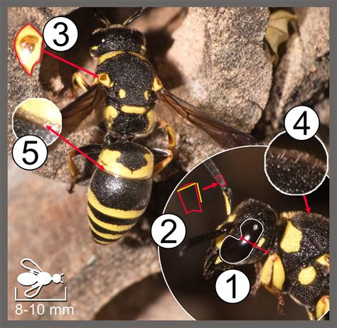 Euodynerus Curictensis Euodynerus Curictensis Identifier Un Insecte