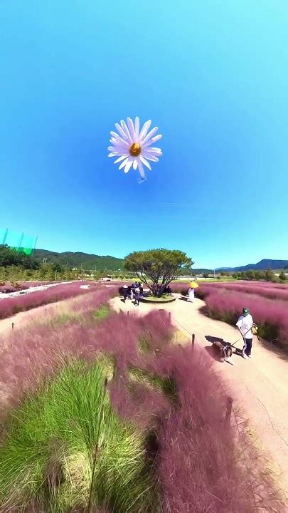 합천 신소양체육공원 핑크뮬리 합천신소양체육공원 합천여행 합천핑크뮬리 핑크뮬리 Youtube