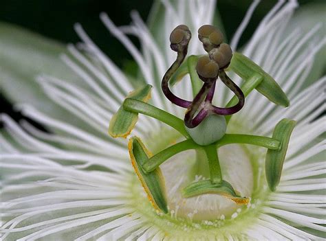 White Passion Flower Planting Guide