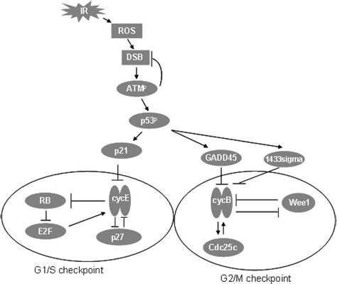 Signaling Pathway Of Checkpoint Control And Ir Induced Perturbation