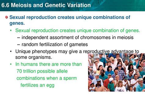 Sexual Reproduction Creates Unique Combinations Of Genes Ppt Download