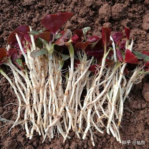 备受争议的食物——折耳根 知乎