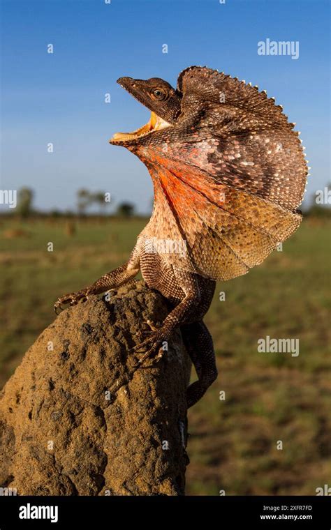Frill Neck Lizard Chlamydosaurus Kingii Displaying On A Termite