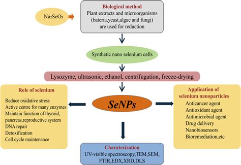 Frontiers Bioconversion Of Inorganic Selenium To Less Toxic Selenium Forms By Microbes A Review