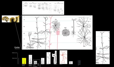 Cortical Column Wip On Behance