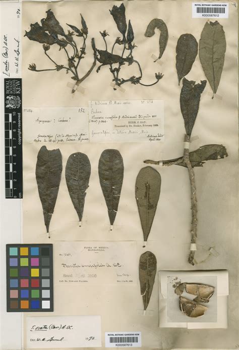 Thevetia L Plants Of The World Online Kew Science