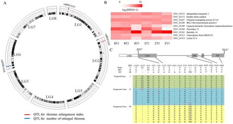 Quantitative Trait Loci Qtls Analysis And Identification Of Genes