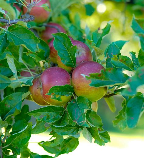 가지 건강 과일 관목 광합성 나뭇잎 녹색 녹지 농업 다채로운 레드베리 먹을 수 있는 베리 식물 베리