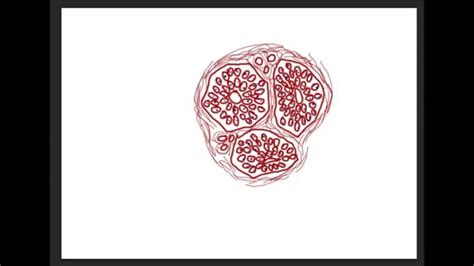 Схема мікроскопічної будови печінки Youtube