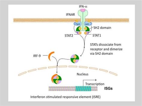 Enzyme Linked Receptors