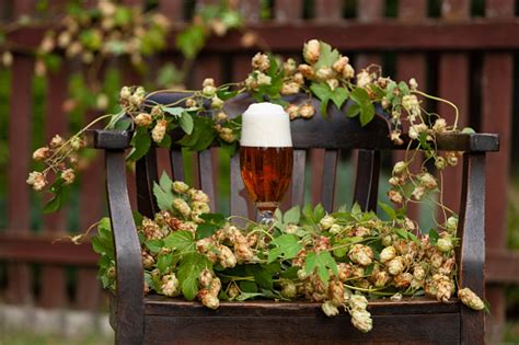 신선한 맥주 한 잔과 홉 공장 맥주 축제 옥토버 페스트의 개념 자연 배경 아웃dppr 시즈닝에 대한 스톡 사진 및 기타 이미지 Istock