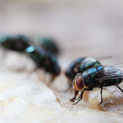 The Spiritual Meaning Of Flies In Your House Awakening State