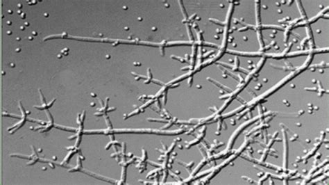 Investigadores Del Ciale Y Agrienvironment Revisan Las Funciones Del Hongo ‘trichoderma En