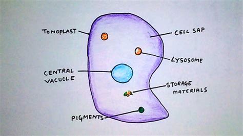 Vacuole Structure Function And Types Easy Biology You