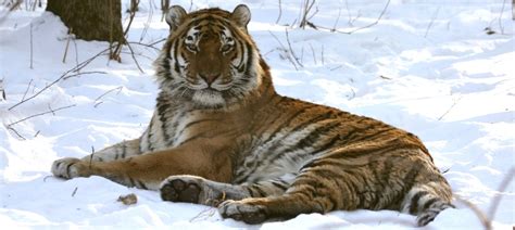 호랑이 한 러 어린이 호랑이그리기대회 대한민국