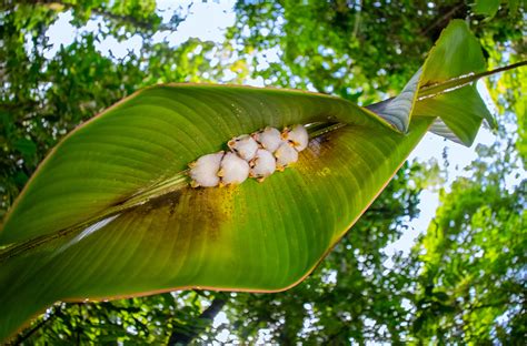 Animaux Surprenants Ladorable Chauve Souris Blanche Ici Explora