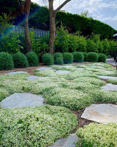 Thyme Creeping White At Brittany Elrod Blog