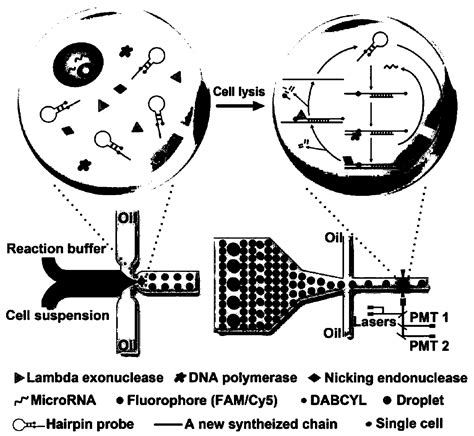 Highly Sensitive Multicomponent Simultaneous Detection Method And System Of Mirnas In Single