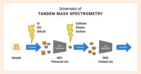 Liquid Chromatography Tandem Mass Spectrometry