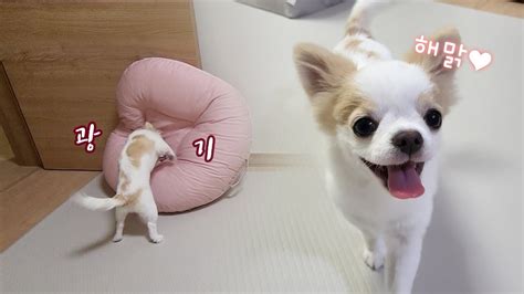 아기 치와와 메리가 왔어요♥ 무섭고 똥꼬발랄한 개춘기 브이로그 Youtube