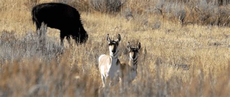 Session Of The Week An Introduction To Multi Species Occupancy Models The Wildlife Society