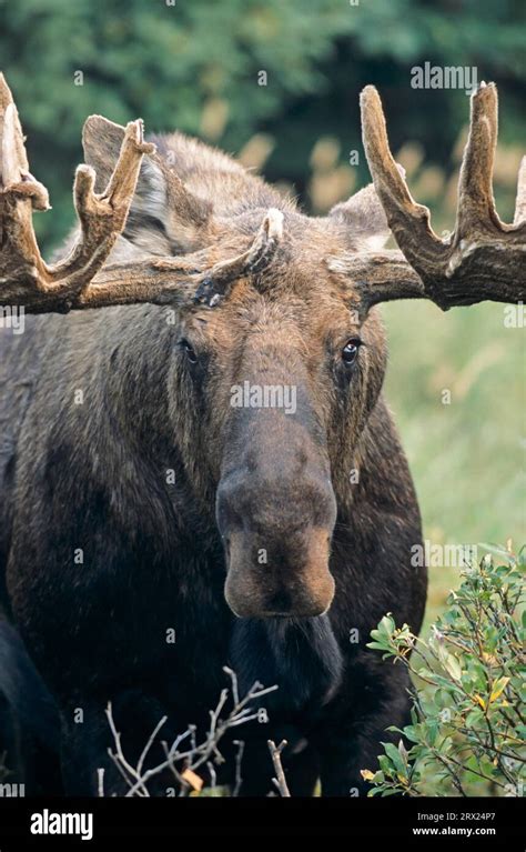 Portrait Of A Bull Elk With Velvet Antler Alaska Moose Bull Moose