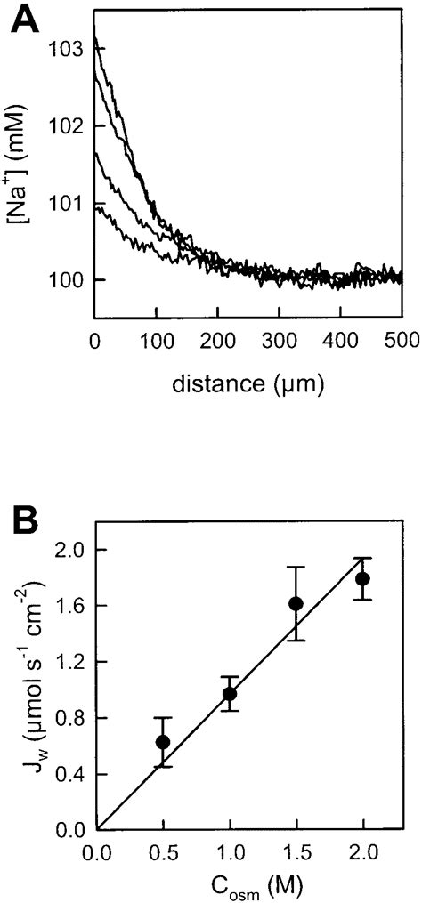 Effect Of Increasing The Osmotic Gradient On Na Concentration Profiles