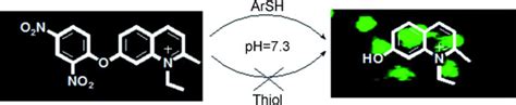 Quinolinium‐based Fluorescent Probes For The Detection Of Thiophenols