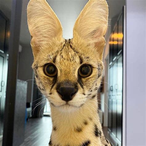 Serval Cat Artofit