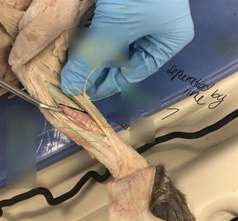Lateral Forearm Deep Diagram Quizlet