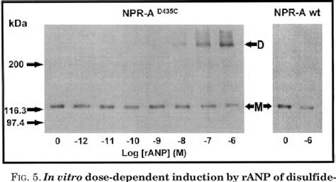 Figure 5 From Agonistic Induction Of A Covalent Dimer In A Mutant Of Natriuretic Peptide