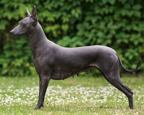18 Captivating Facts About Xoloitzcuintli Mexican Hairless