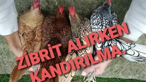 Zibrit Tavuk 932 Video Yandexte Bulundu