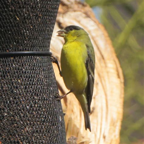 Lesser Goldfinch Male Project Feederwatch