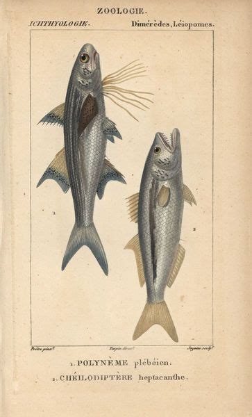 Prints Of Striped Threadfin Polydactylus Plebeius Illustration De