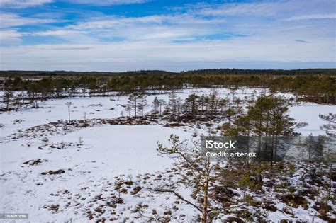 늪지에서 일출 얼음 차가운 습지 서리가 내린 땅 늪 호수와 자연 무어에서 온도를 동결 블루 펜 무 통 자연 환경 침전 나무와 냉동 물 0명에 대한 스톡 사진 및 기타 이미지