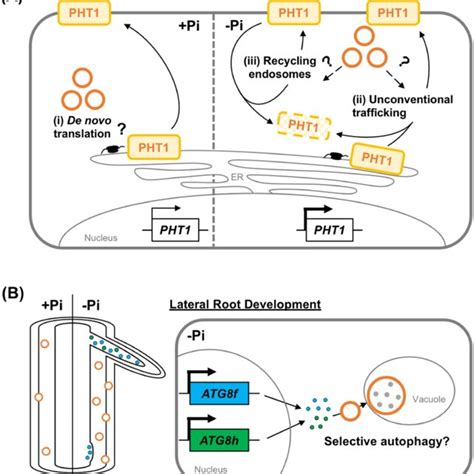 Hypothetical Models Depicting Multifaceted Roles Of Autophagy In