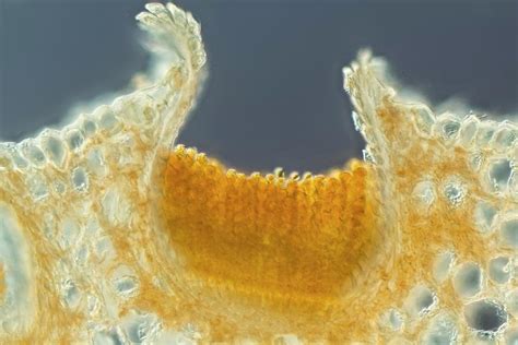 Fungal Rust Photograph By Gerd Guenther Fine Art America