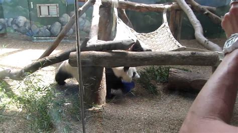 Pandas Dont Leave Me Mommy Youtube