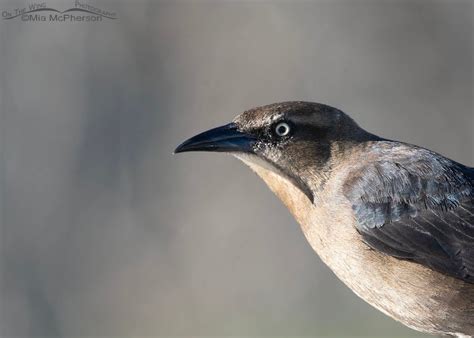 Female Great Tailed Grackle With Her Eyes Aglow Mia Mcphersons On