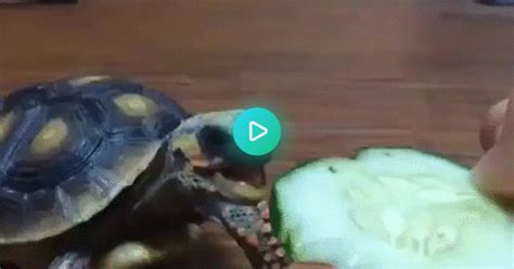 Turtle Snacks  On Imgur