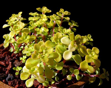 Sedum Makinoi Ogon Cactus Jungle