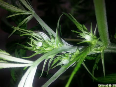 How Do I Determine A Female Sex Plant From A Male Page 3 420 Magazine