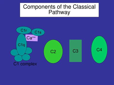 PPT Complement System Activation Dr Ghada Boghdadi PowerPoint Presentation ID