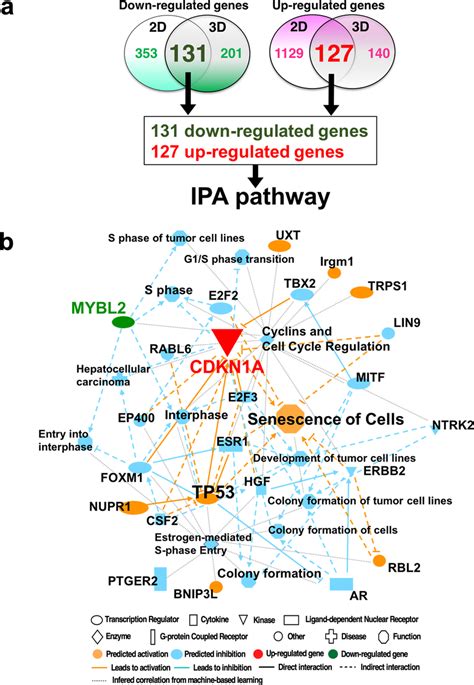 Graphical Summary And Network Analysis By Ipa Pathway Using Genes Download Scientific Diagram