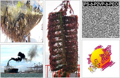 Centre For Biofouling Control The Walker Lab