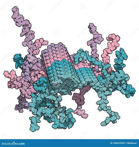 Alpha Synuclein Fibril Structure Determined By Solid State Nmr Thought To Play A Role In